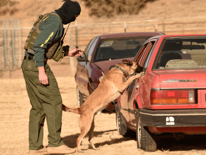 15 Best Detection Dog Breeds With Excellent Sense of Smell - HubPages