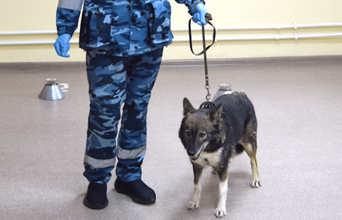 15 Best Detection Dog Breeds With Excellent Sense of Smell - HubPages