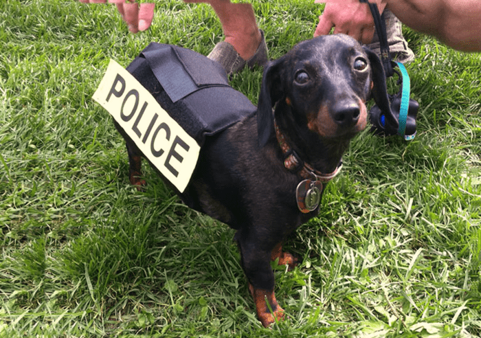 15 Best Detection Dog Breeds With Excellent Sense of Smell - HubPages