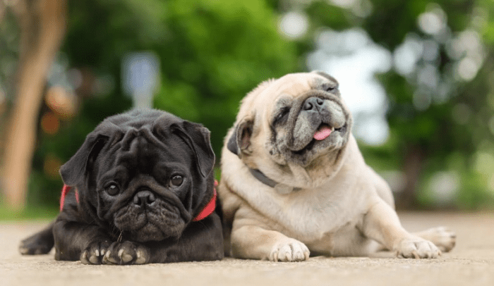 11 Budget Friendly Dog Breeds In India - HubPages