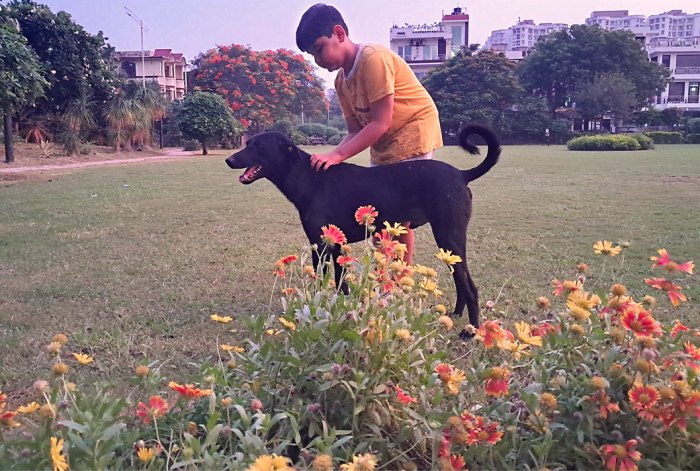 11 Budget Friendly Dog Breeds In India - HubPages