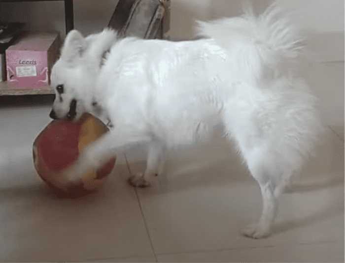 11 Budget Friendly Dog Breeds In India - HubPages