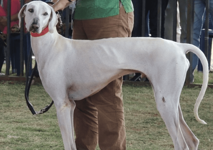 11 Budget Friendly Dog Breeds In India - HubPages