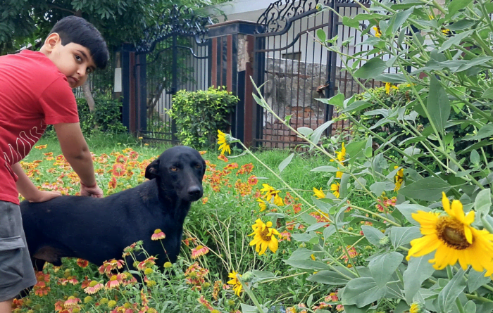 11 Budget Friendly Dog Breeds In India - HubPages