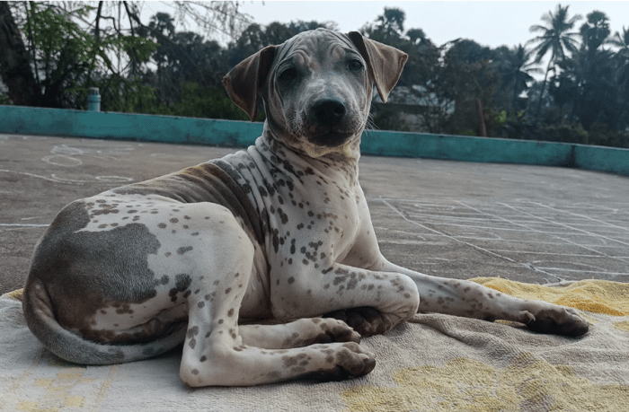 7 Best Indian Therapy Dog Breeds - HubPages