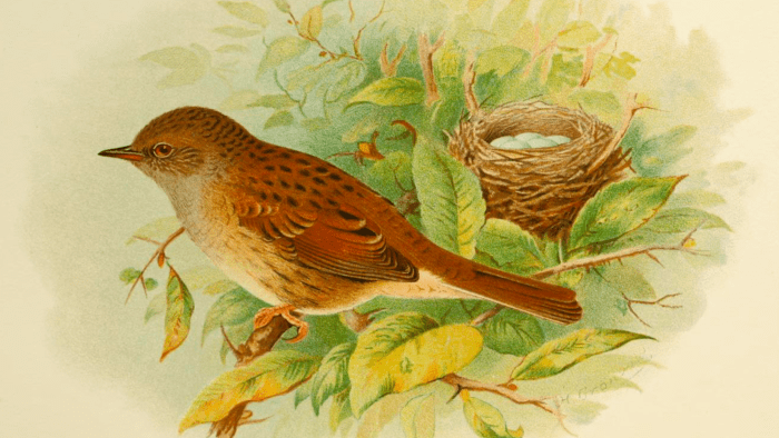 The Meaning of Sparrows: Symbolism and Identification - Owlcation