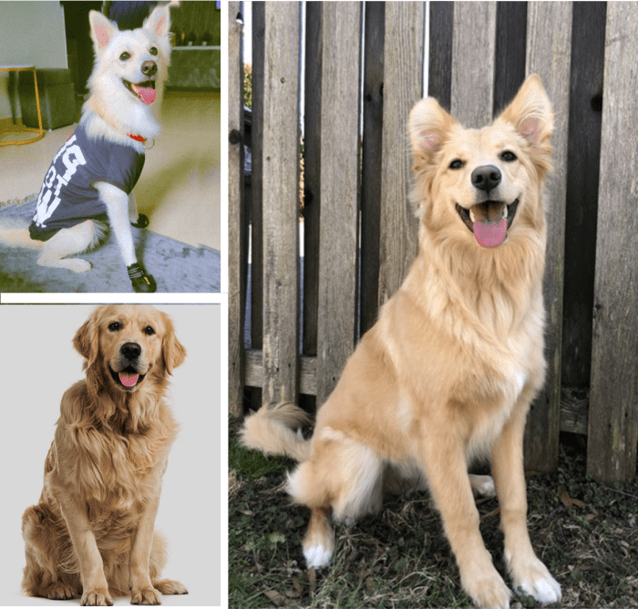 12 Popular Indian Spitz Mix Dog Breeds - HubPages