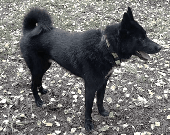 12 Popular Indian Spitz Mix Dog Breeds - HubPages