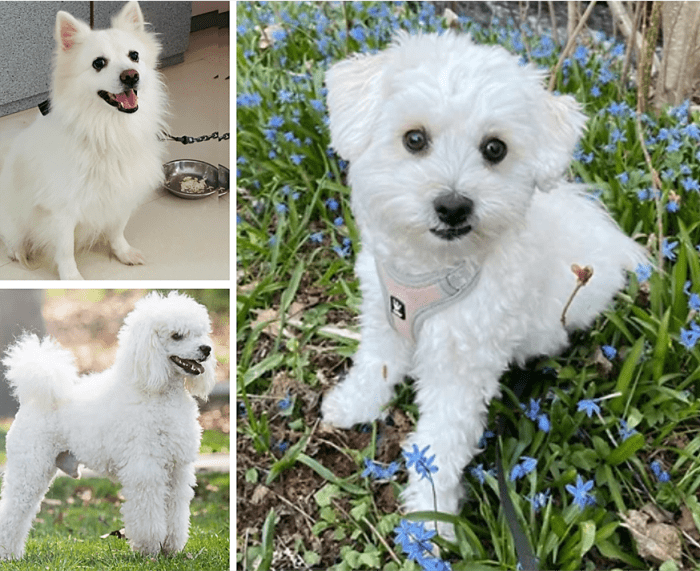 12 Popular Indian Spitz Mix Dog Breeds - HubPages