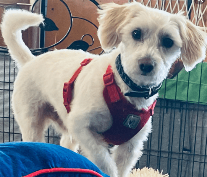 12 Popular Indian Spitz Mix Dog Breeds - HubPages