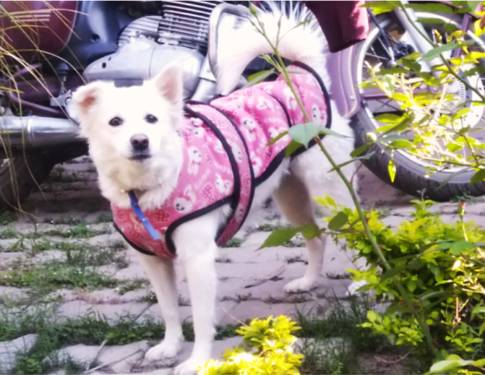 12 Popular Indian Spitz Mix Dog Breeds - HubPages