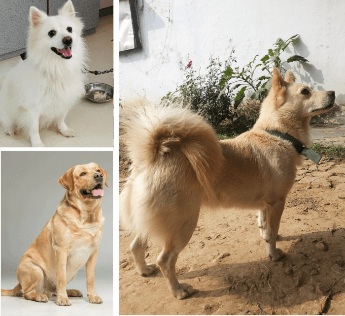 12 Popular Indian Spitz Mix Dog Breeds - HubPages