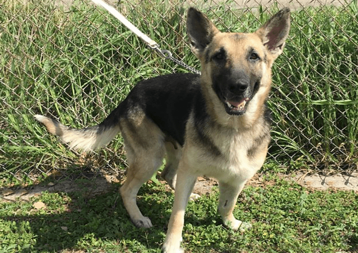 12 Popular Indian Spitz Mix Dog Breeds - HubPages