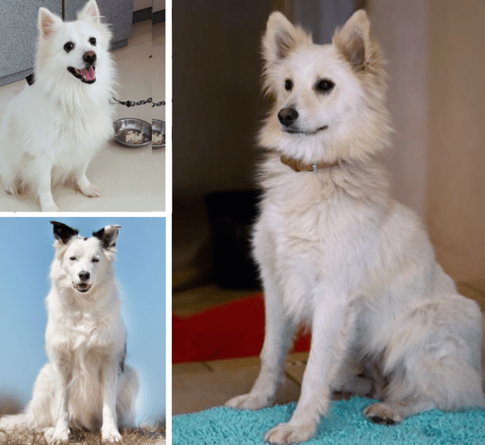 12 Popular Indian Spitz Mix Dog Breeds - HubPages