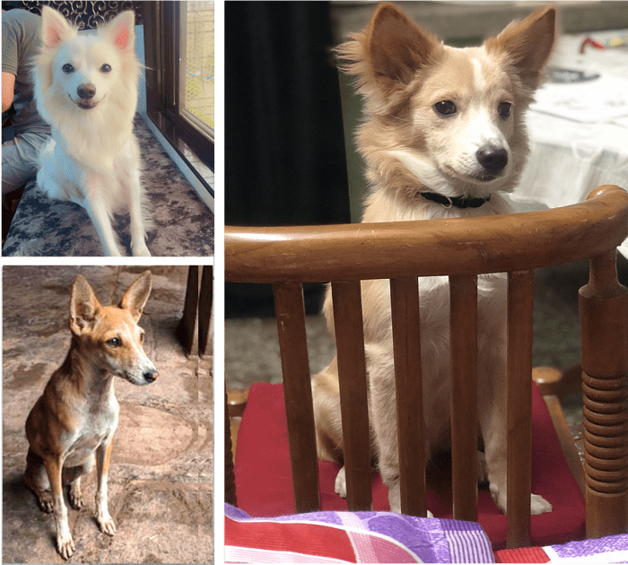 12 Popular Indian Spitz Mix Dog Breeds - HubPages