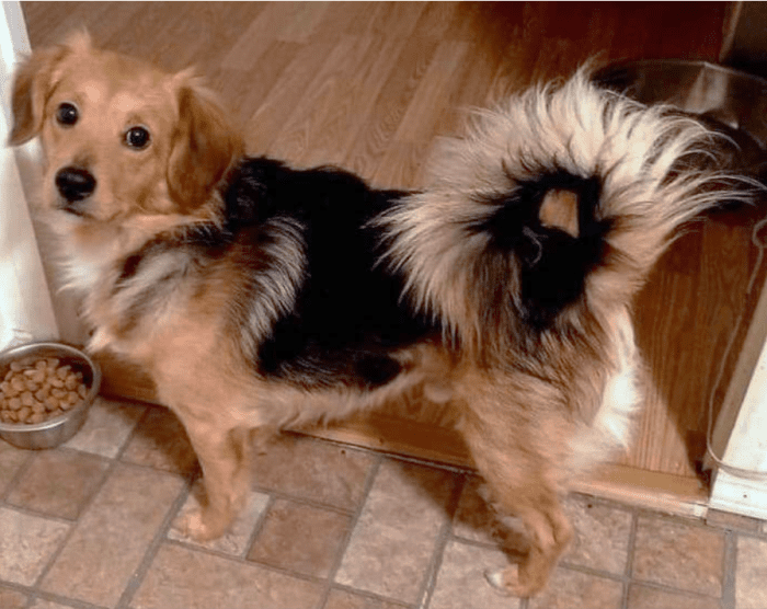 12 Popular Indian Spitz Mix Dog Breeds - HubPages