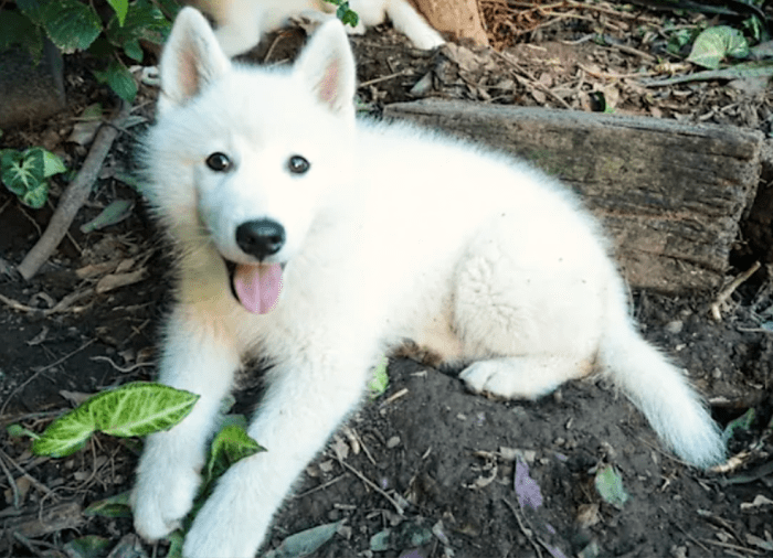 12 Popular Indian Spitz Mix Dog Breeds - HubPages