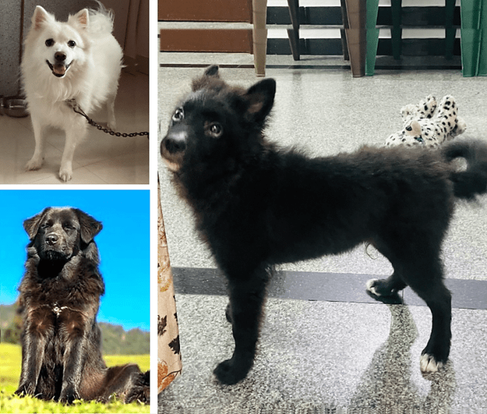 12 Popular Indian Spitz Mix Dog Breeds - HubPages