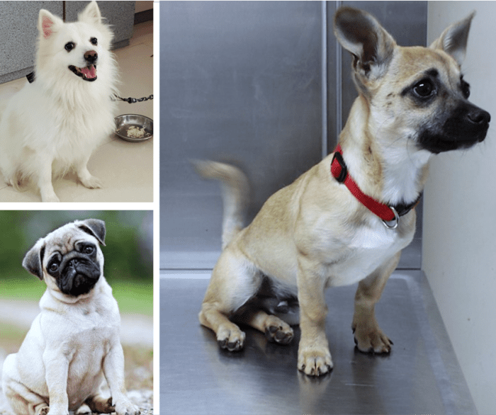 12 Popular Indian Spitz Mix Dog Breeds - HubPages