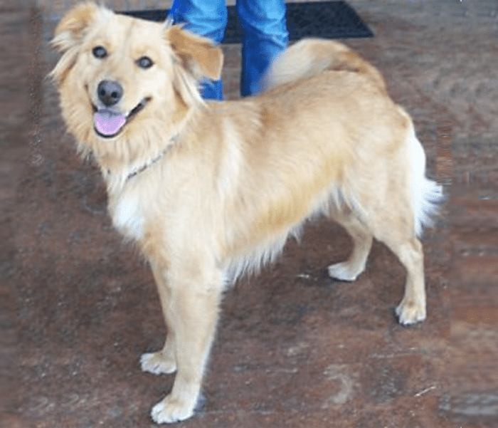 12 Popular Indian Spitz Mix Dog Breeds - HubPages