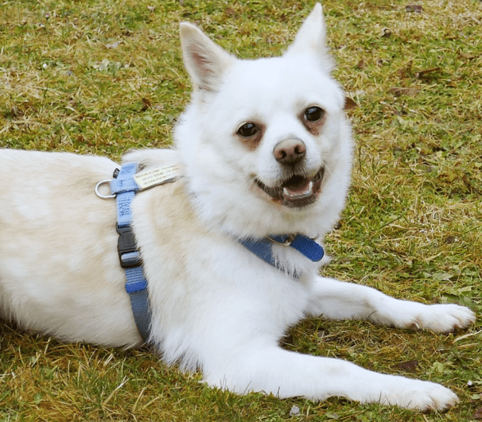 12 Popular Indian Spitz Mix Dog Breeds - HubPages