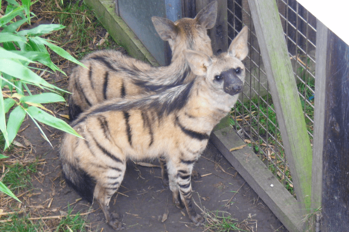 The Aardwolf: Insect-Eating Relative of the Hyena - Owlcation
