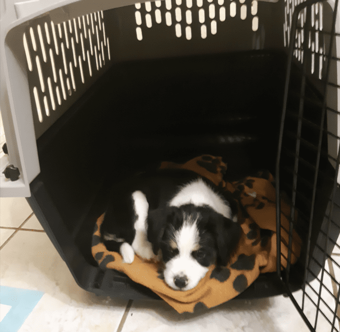 How to Train Your Dog to Enter His Crate on Command - HubPages