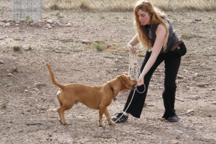 How Do You Teach a Dog His Name? A Guide to Using Positive Methods ...