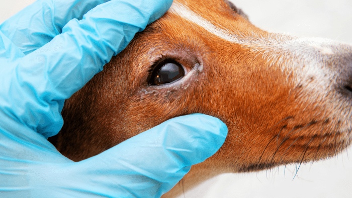 Softening Your Dog's Eye Discharge Like a Pro - HubPages
