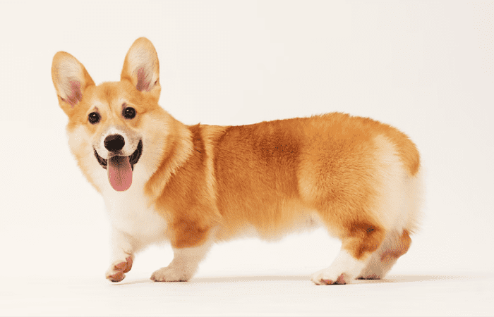 11 Best Therapy Dogs For Emotional Support - HubPages