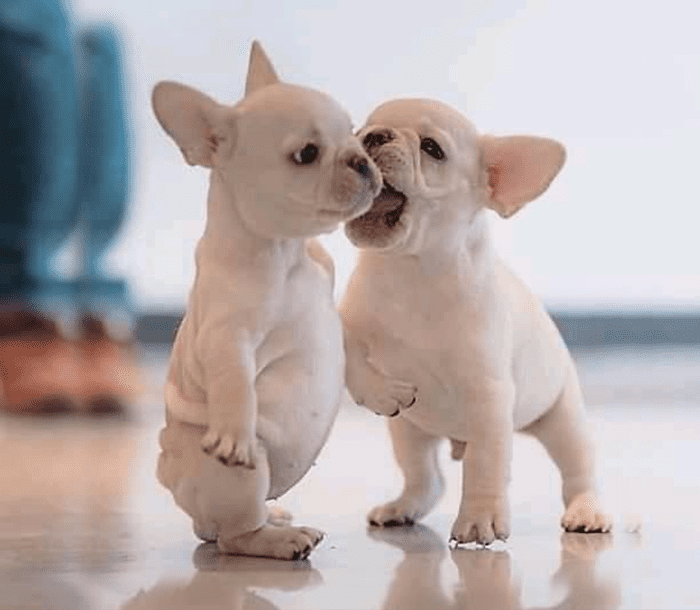 11 Best Therapy Dogs For Emotional Support - HubPages