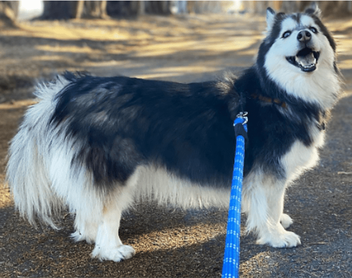 15 Most Popular Corgi Mix Dogs - HubPages