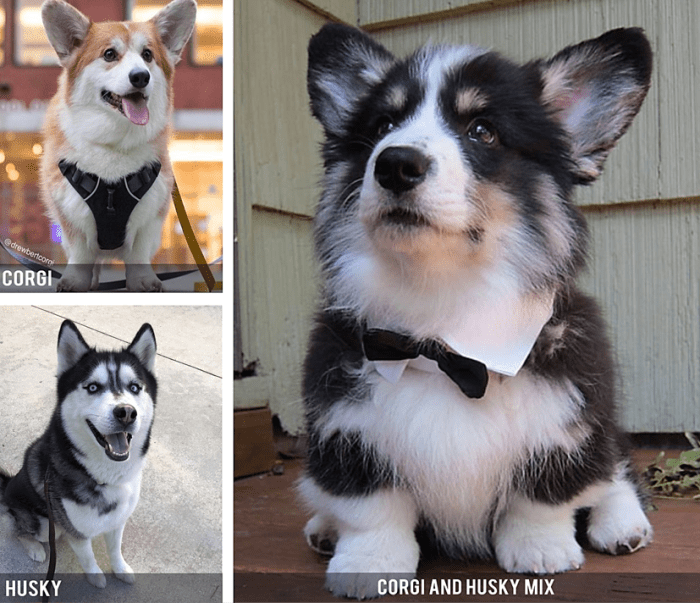 15 Most Popular Corgi Mix Dogs - HubPages