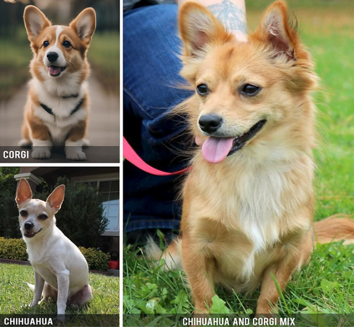 15 Most Popular Corgi Mix Dogs - HubPages