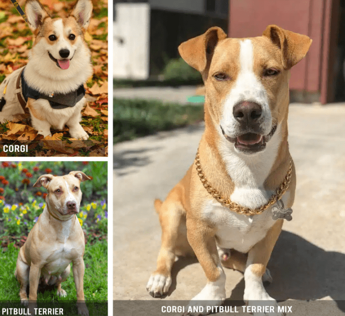 15 Most Popular Corgi Mix Dogs - HubPages