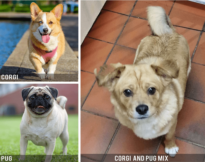 15 Most Popular Corgi Mix Dogs - HubPages