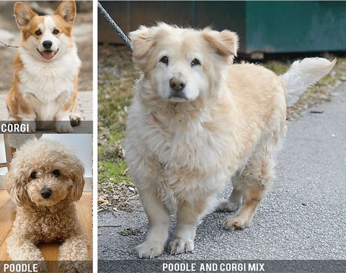15 Most Popular Corgi Mix Dogs - HubPages