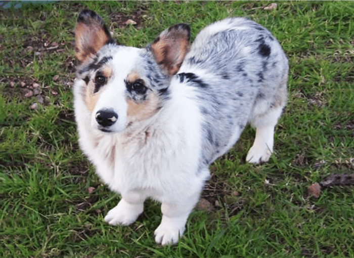 15 Most Popular Corgi Mix Dogs - HubPages