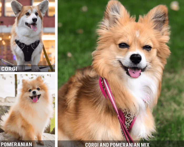 15 Most Popular Corgi Mix Dogs - HubPages