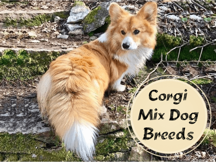 15 Most Popular Corgi Mix Dogs - HubPages
