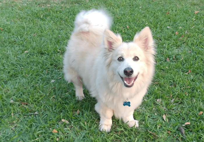 15 Most Popular Corgi Mix Dogs - HubPages