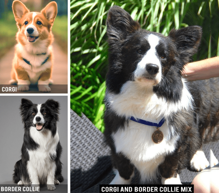 15 Most Popular Corgi Mix Dogs - HubPages