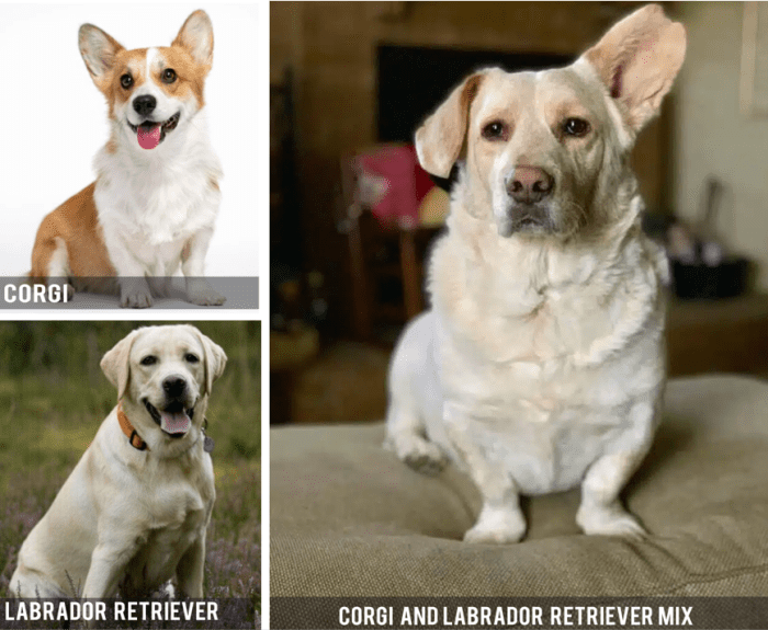 15 Most Popular Corgi Mix Dogs - HubPages