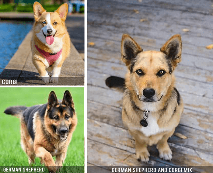 15 Most Popular Corgi Mix Dogs - HubPages