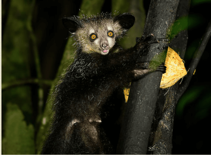 The 8 Strangest Animals in the World - HubPages