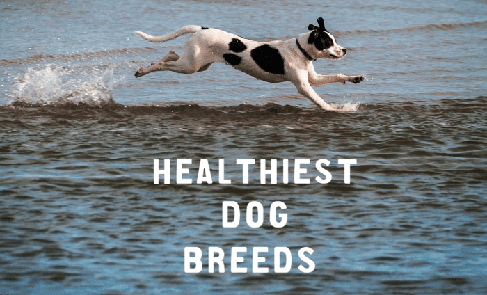 11 Healthiest Dog Breeds - HubPages