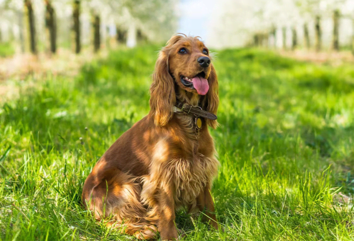 15 Small Dog Breeds for Apartments in India - HubPages