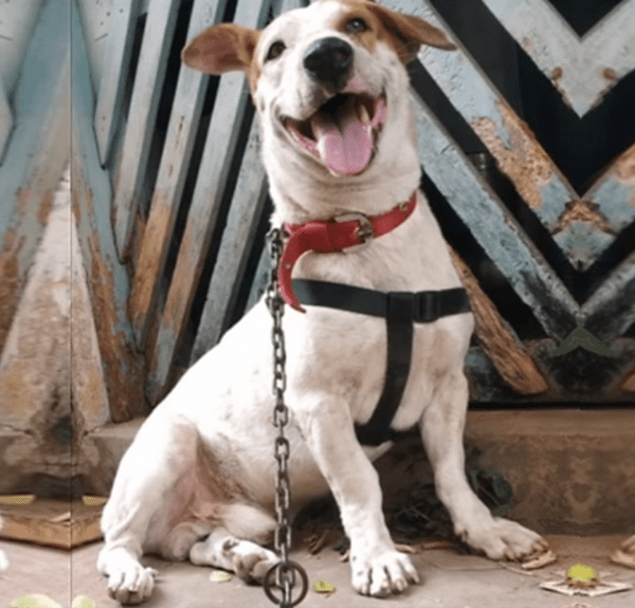 Kattai or Kattakal Alias Dog: Breed Information, Facts and ...