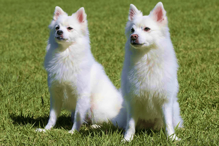 11 Best Small Dogs For Tropical Indian Weather - HubPages