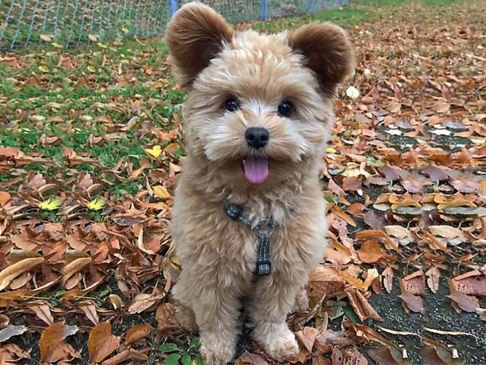 21 Most Popular Poodle Mix Dog Breeds - HubPages